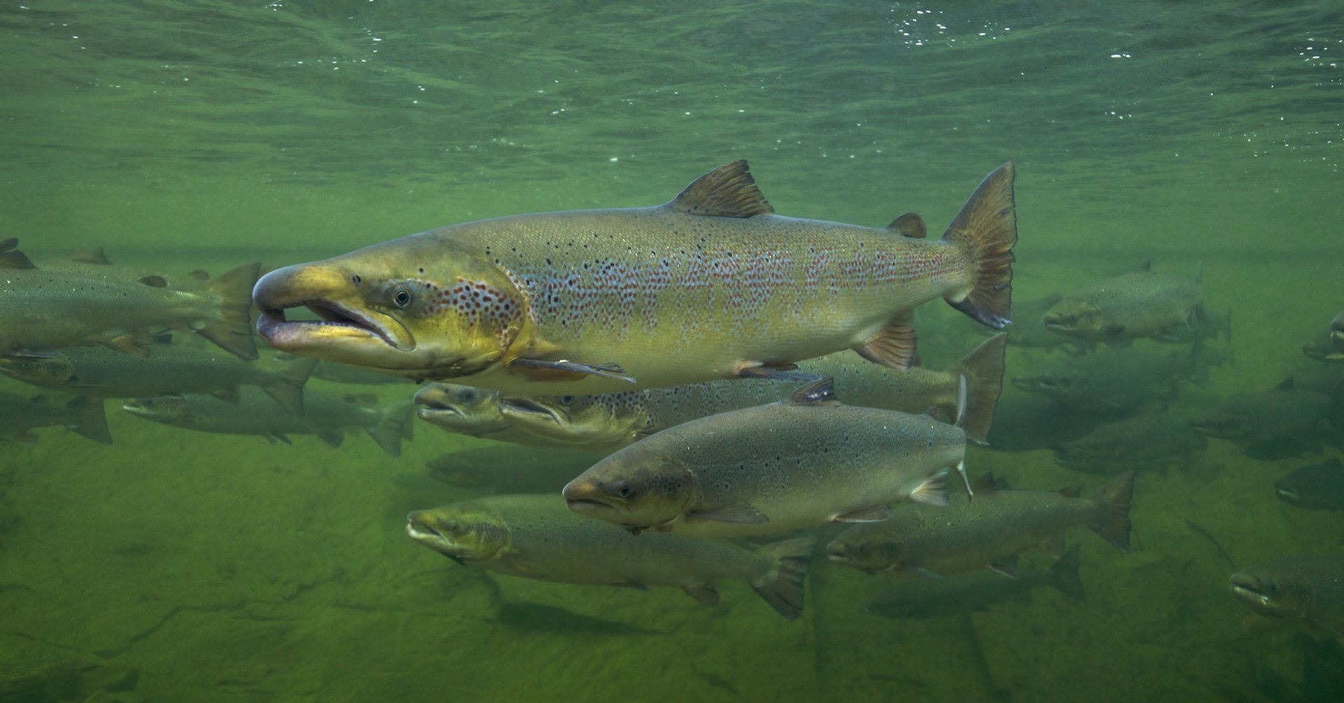 Investition Swiss Blue Salmon